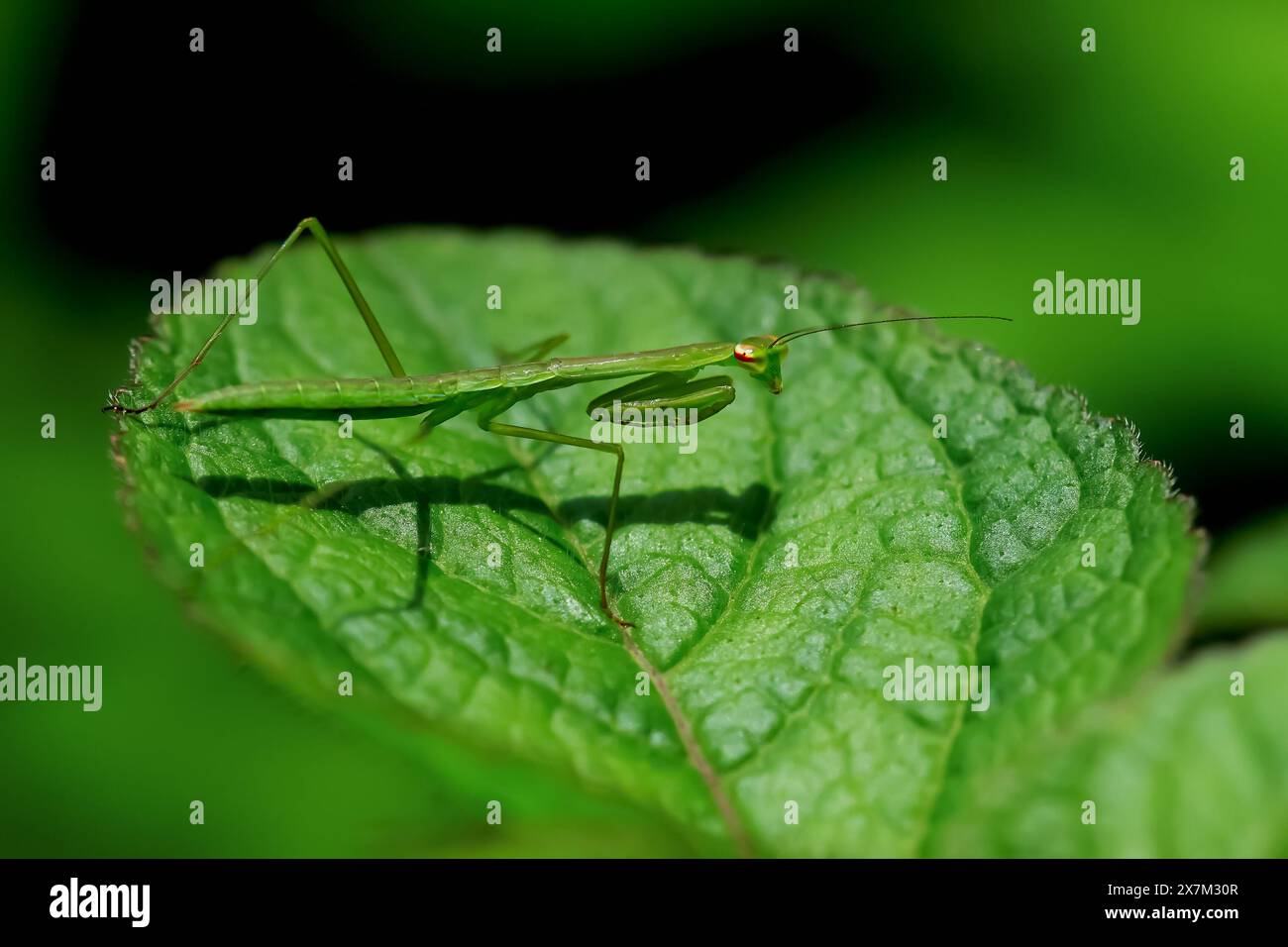 A detailed capture of Hierodula patellifera, or praying mantis, showing ...