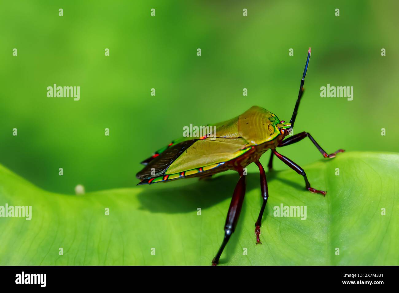 Detailed macro shot of colorful stink bug on leaf texture. Showcasing ...