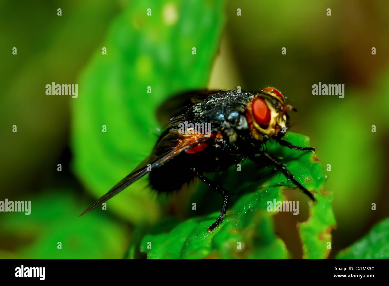 A detailed close-up of a flesh fly (Sarcophaga peregrina), showcasing ...