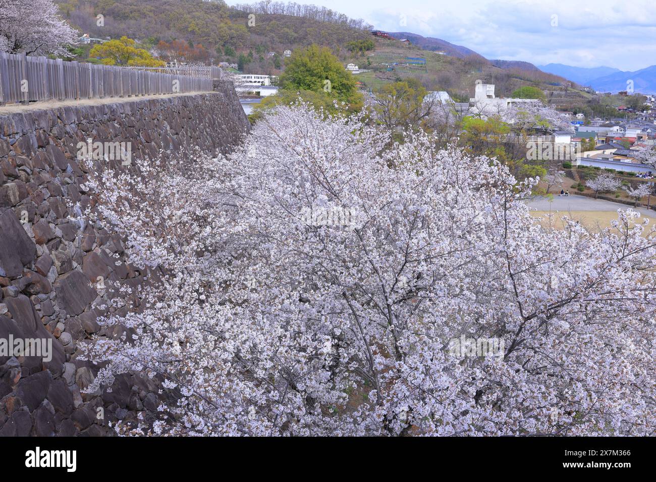 Maizuru Castle Park with cherry blossoms at Marunouchi, Kofu, Yamanashi ...