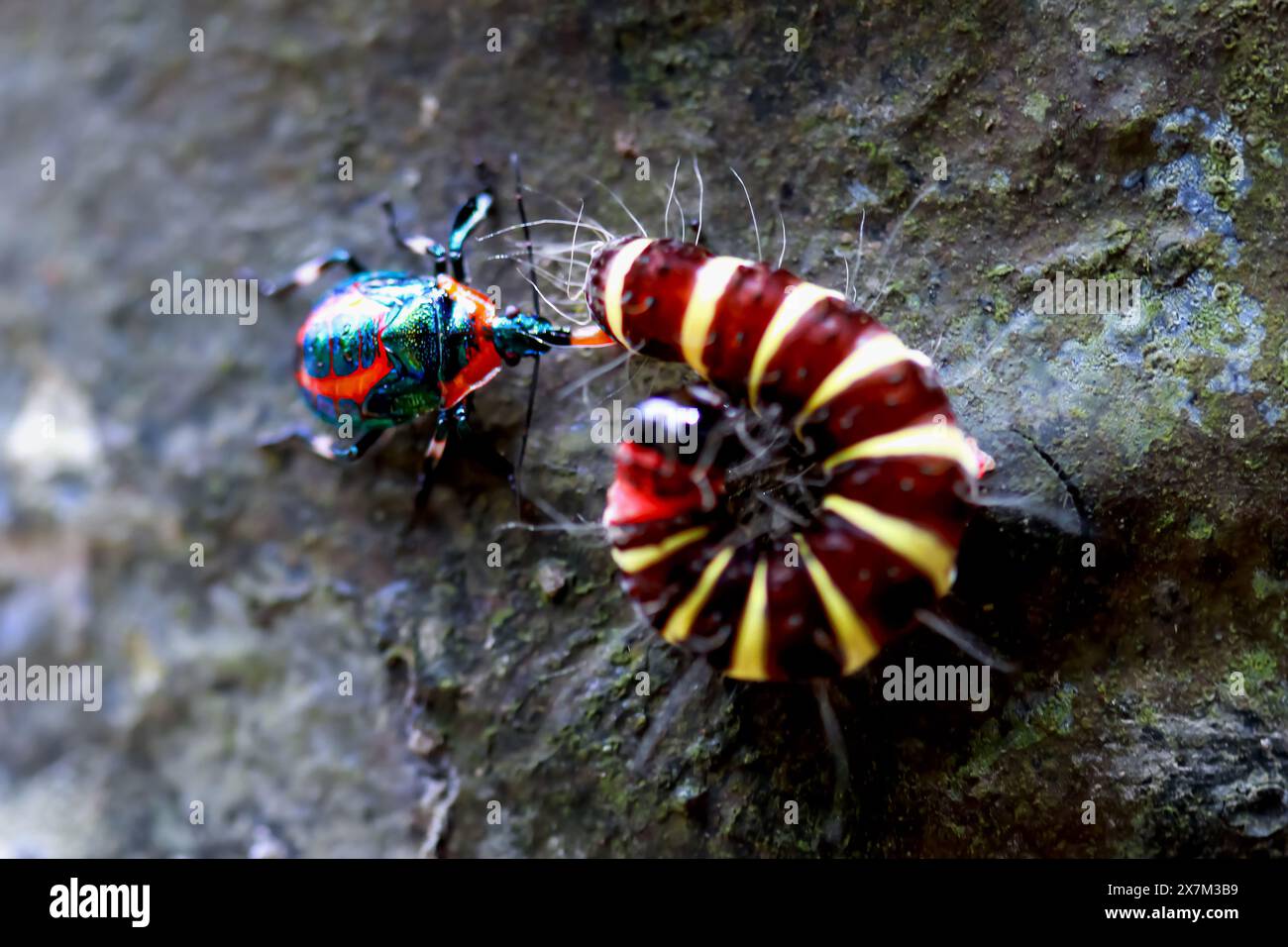 Vividly captured footage of Eocanthecona concinna preying on the larvae ...