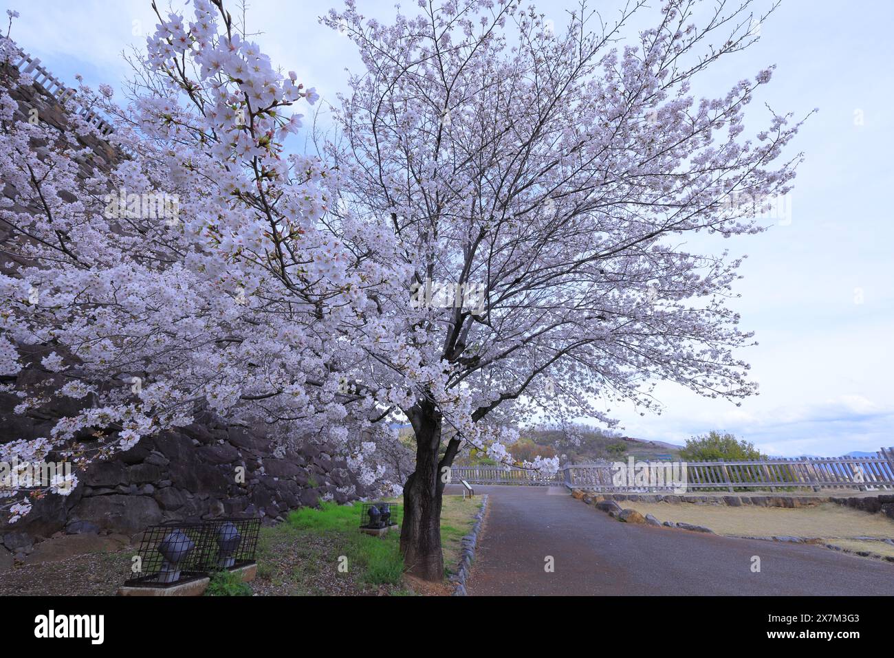 Maizuru Castle Park with cherry blossoms at Marunouchi, Kofu, Yamanashi ...