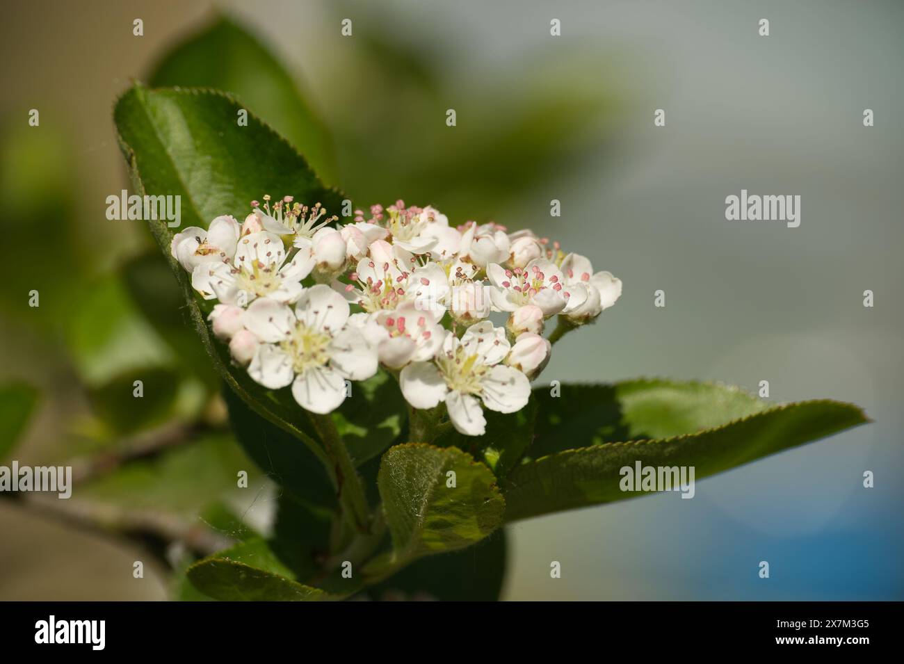 Blooming aronia melanocarpa in closeup. White flowers of black ...