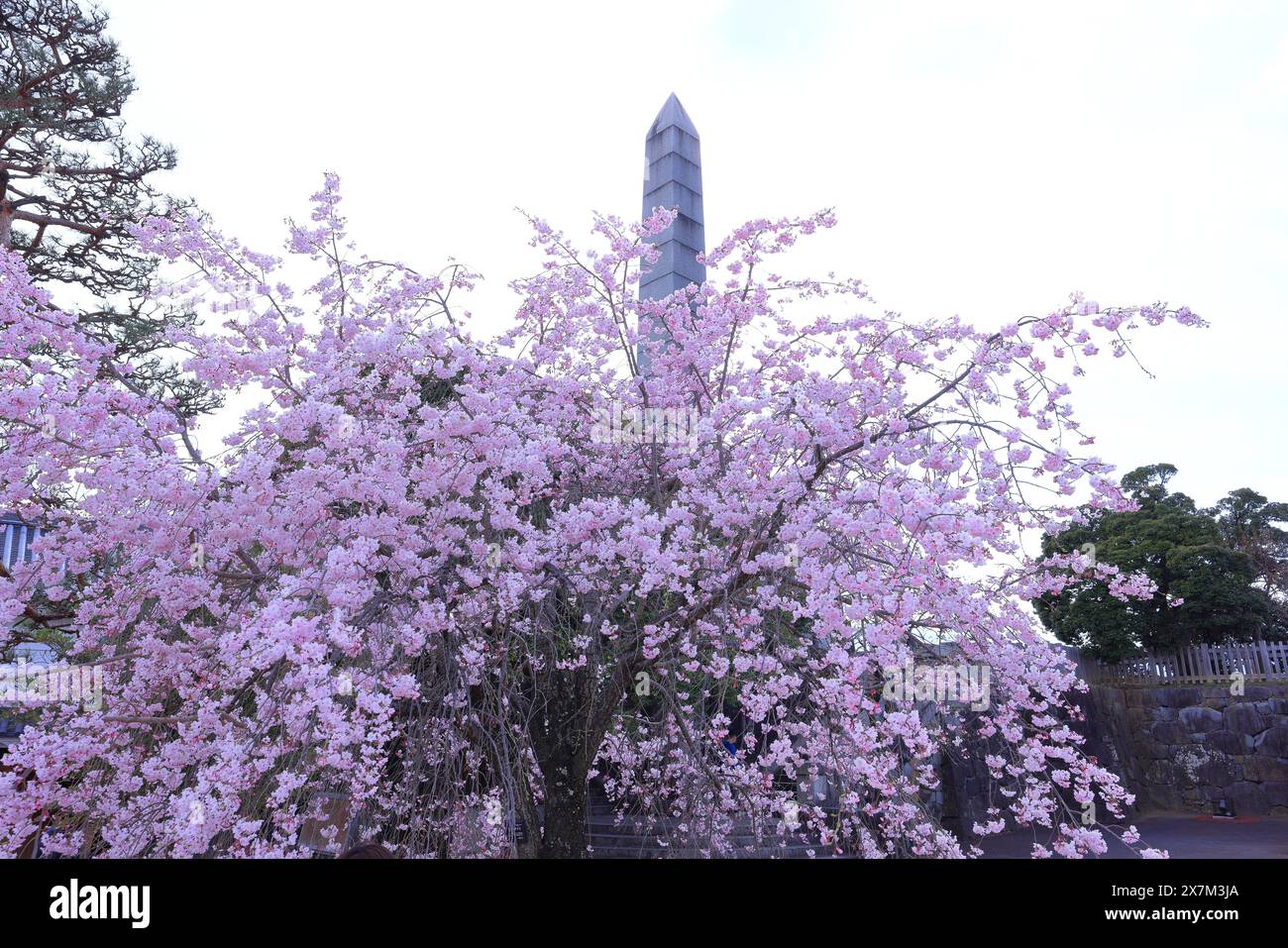 Maizuru Castle Park with cherry blossoms at Marunouchi, Kofu, Yamanashi ...
