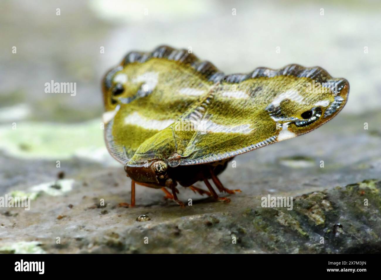 Adult spotted lanternfly invasive hi-res stock photography and images ...