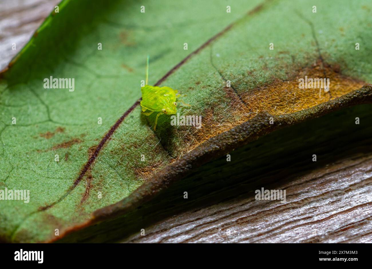 Detailed macro shot of A tea green leafhopper (Jacobiasca formosana ...