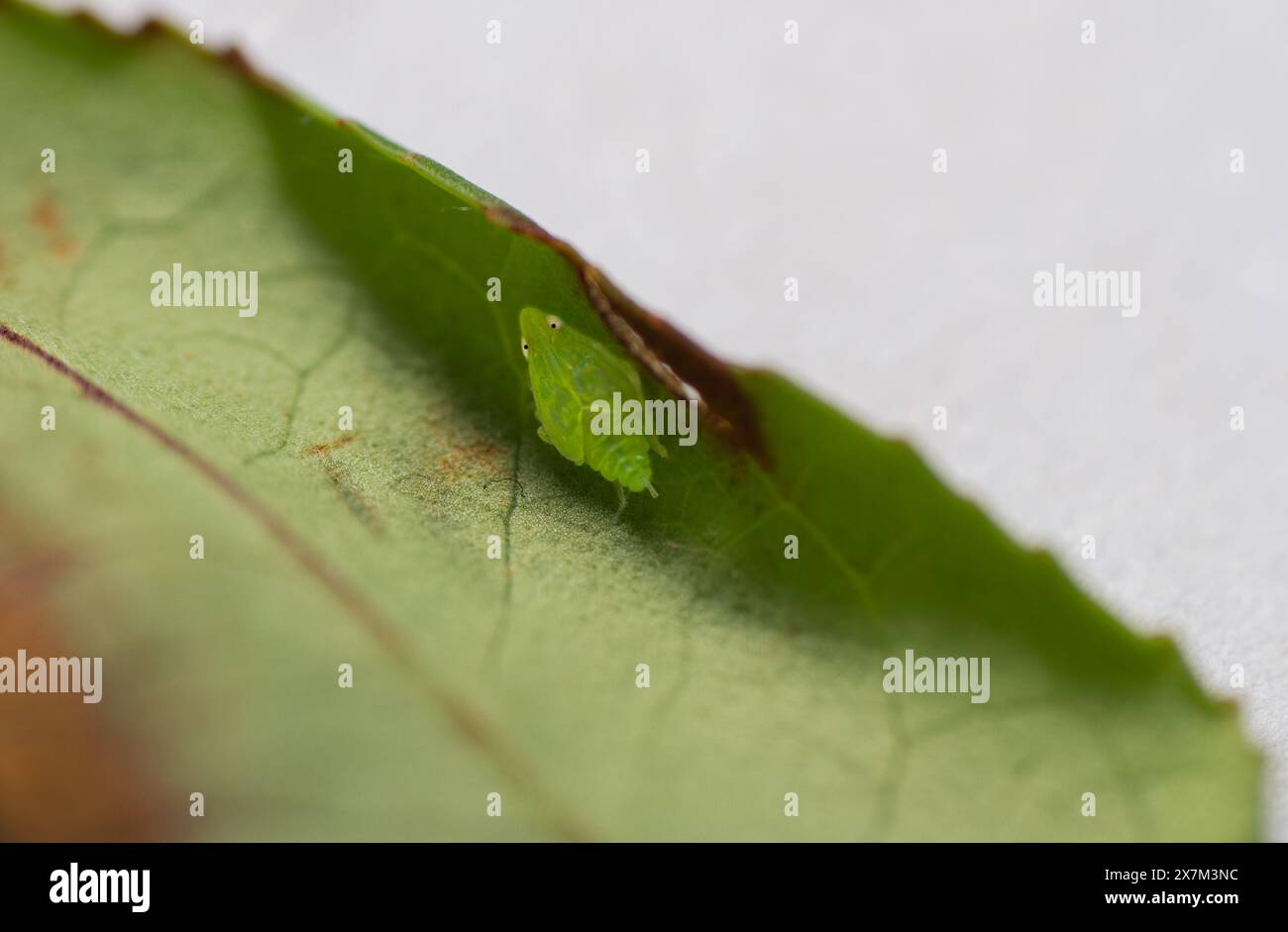 Green leafhopper hi-res stock photography and images - Alamy