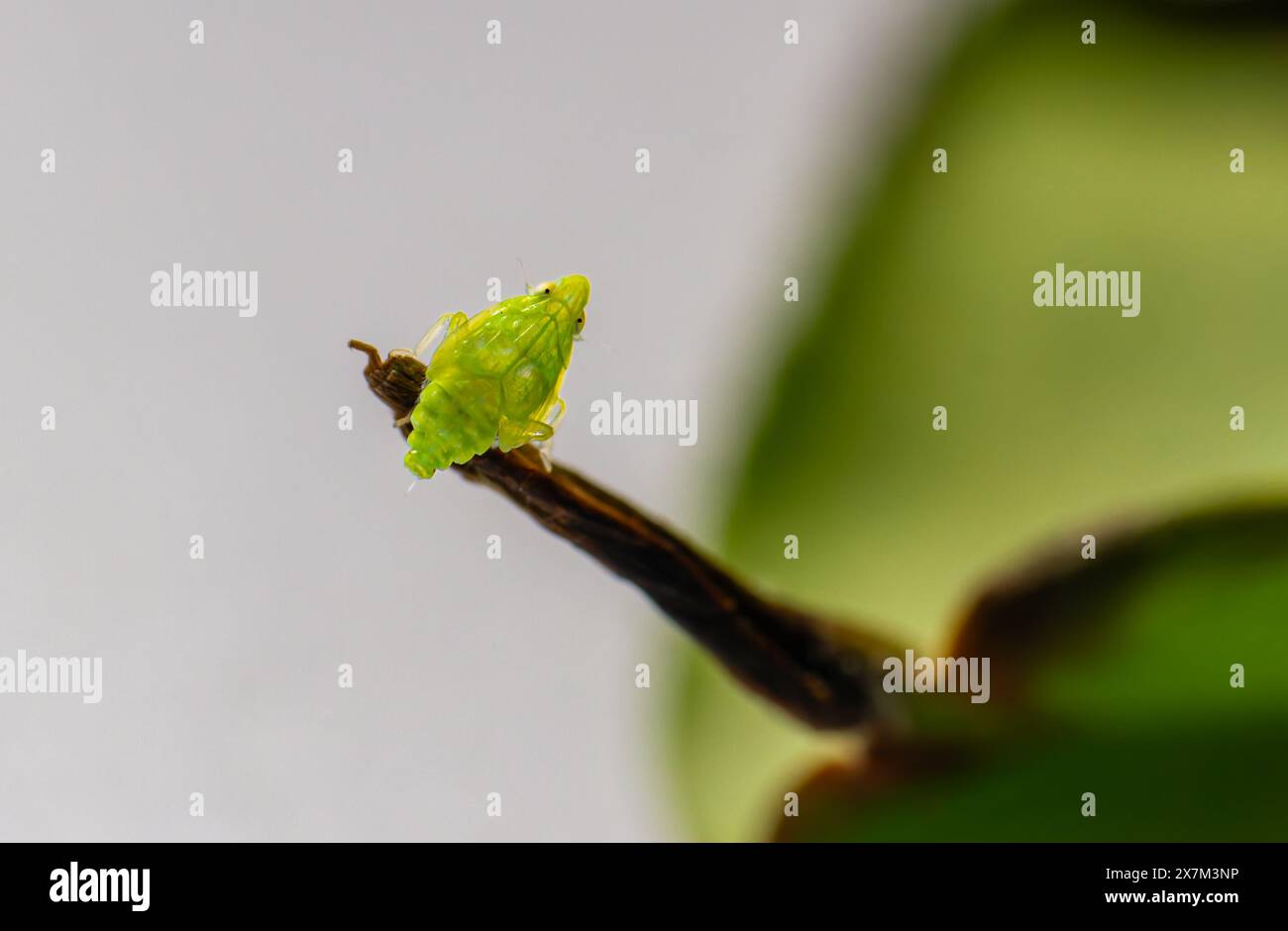 Green leafhopper hi-res stock photography and images - Alamy