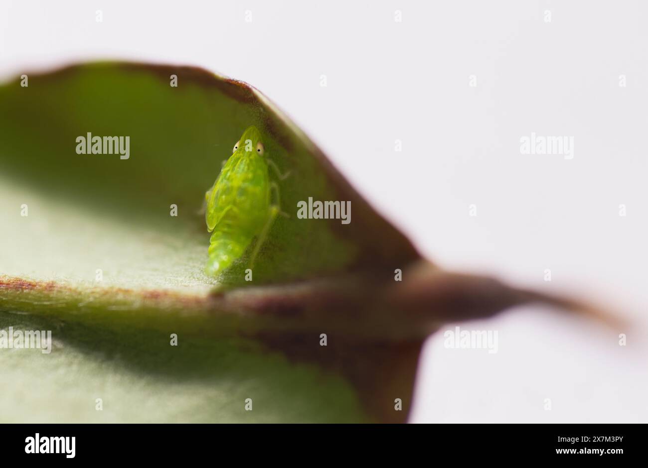 Detailed macro shot of A tea green leafhopper (Jacobiasca formosana ...