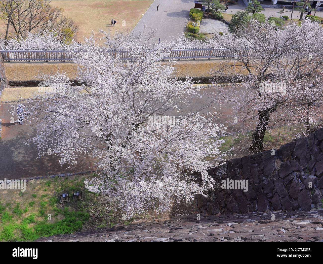 Maizuru Castle Park with cherry blossoms at Marunouchi, Kofu, Yamanashi ...