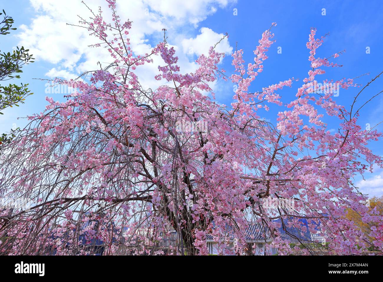 Maizuru Castle Park with cherry blossoms at Marunouchi, Kofu, Yamanashi ...