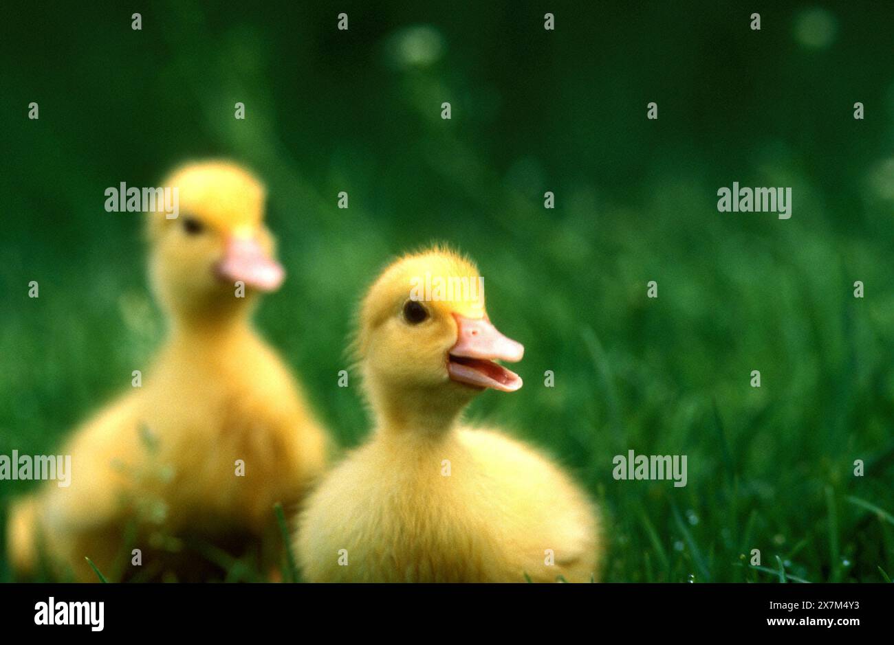 Ducklings on green grass hi-res stock photography and images - Alamy