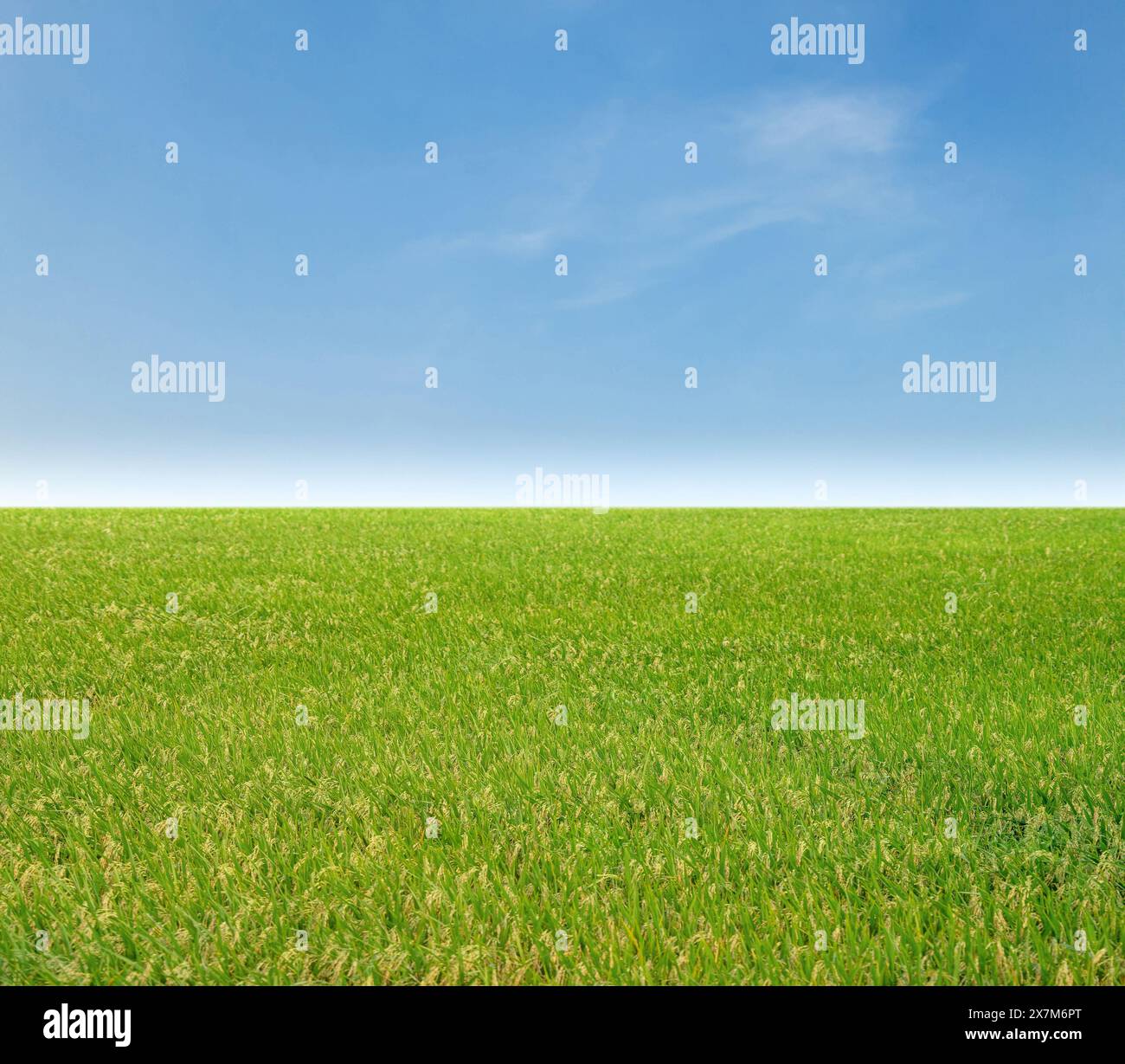 Green field with blue sky background Stock Photo - Alamy