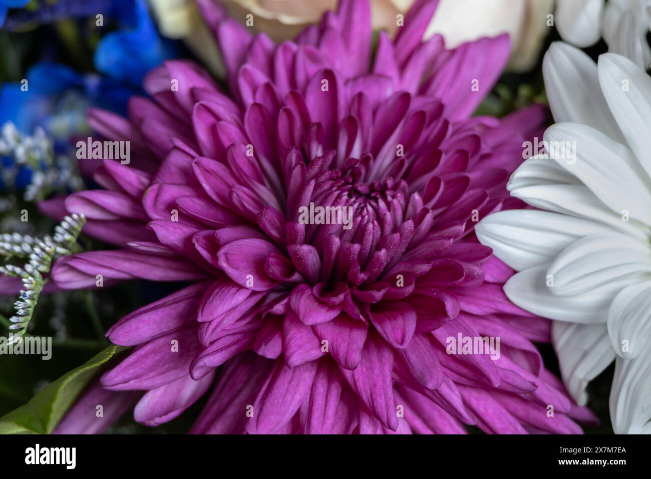 Close up texture background of an indoor florist’s bouquet arrangement ...