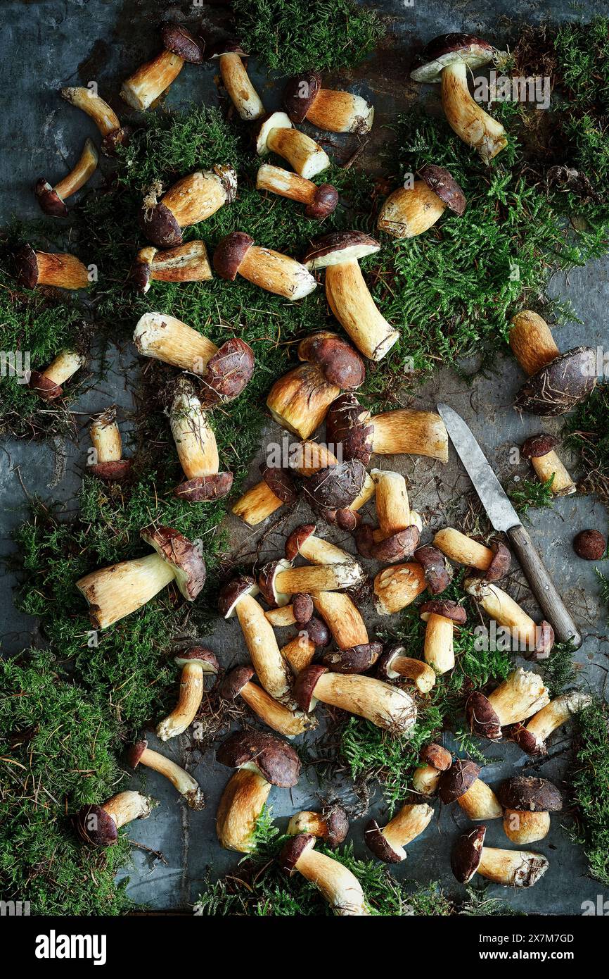 Freshly collected boletus on a metal background with moss Stock Photo ...