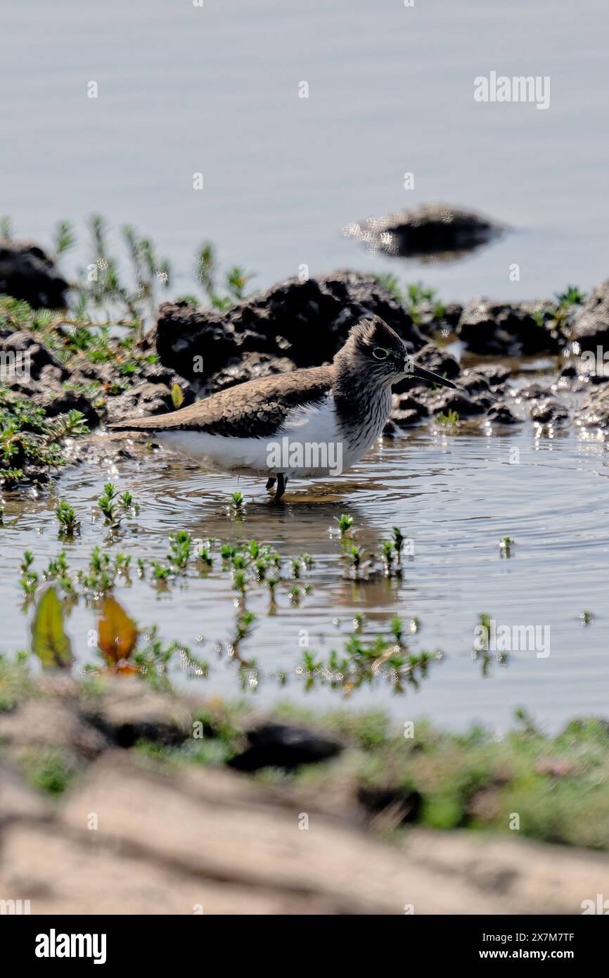 Common sandpiper natural habitat hi-res stock photography and images ...
