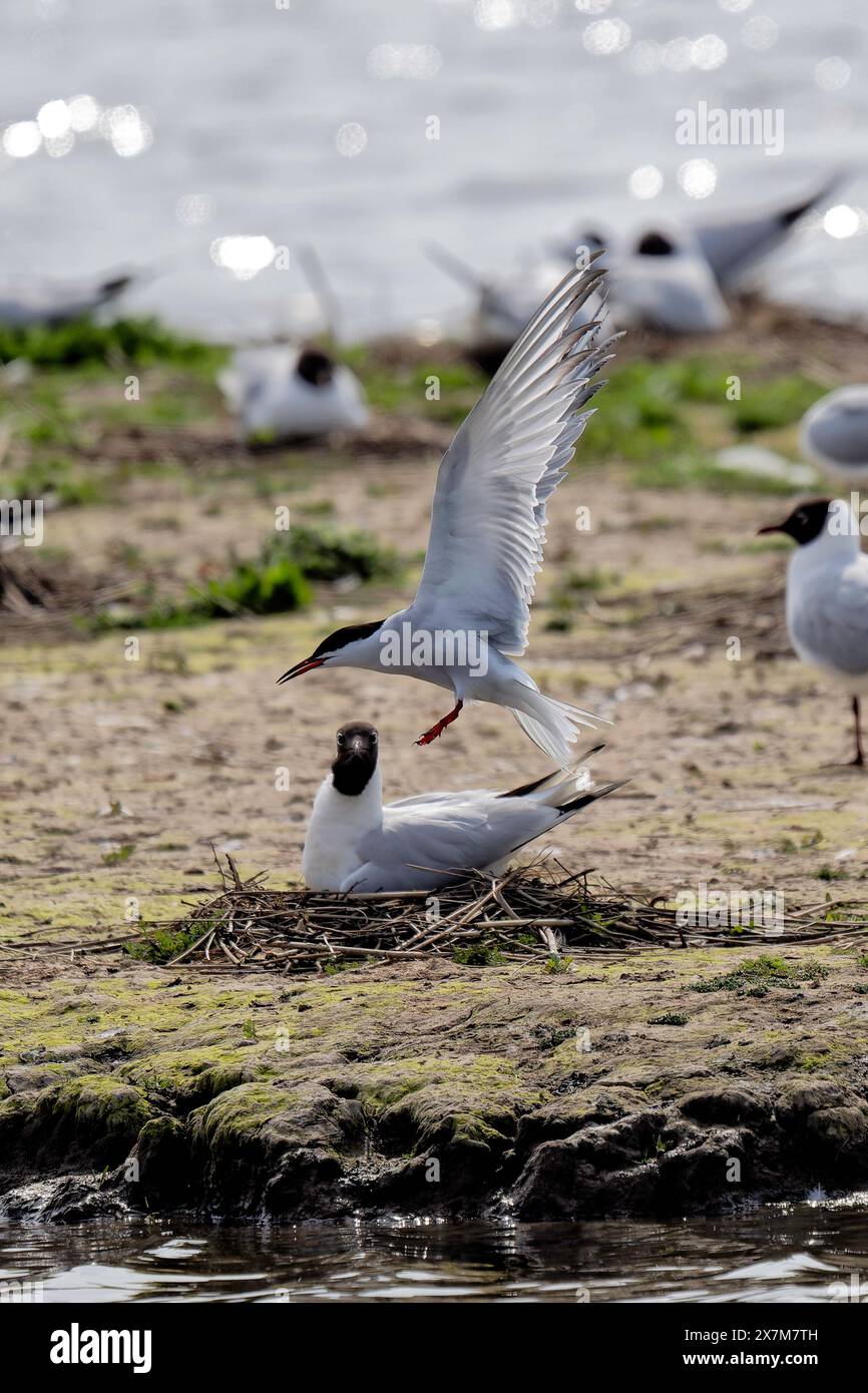 A nesting black headed gull being harrassed by common terns Stock Photo ...