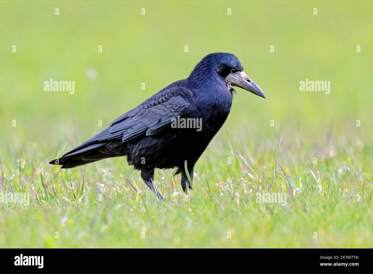 Shiny crow feathers hi-res stock photography and images - Alamy