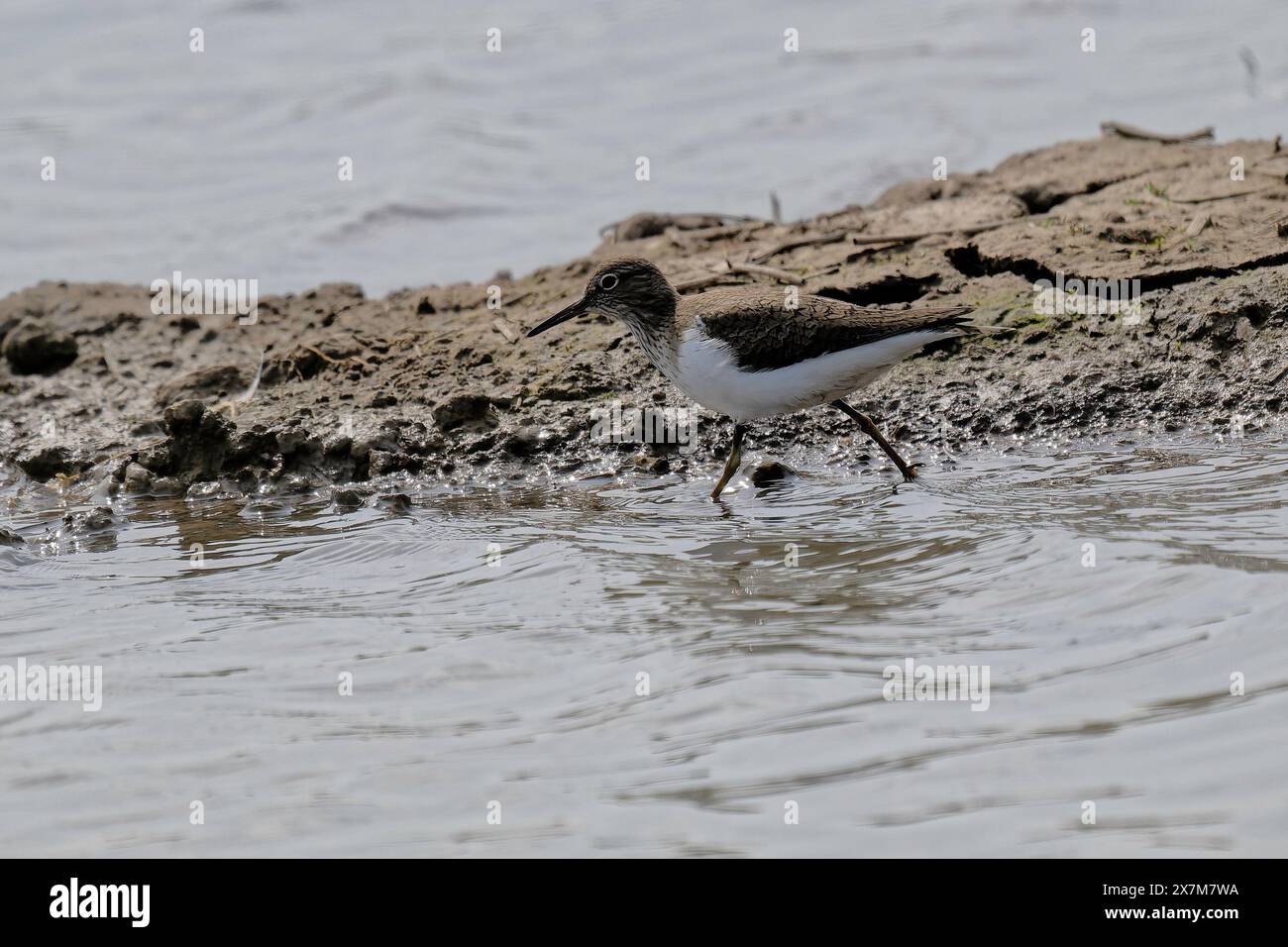 A common Sandpiper Stock Photo - Alamy