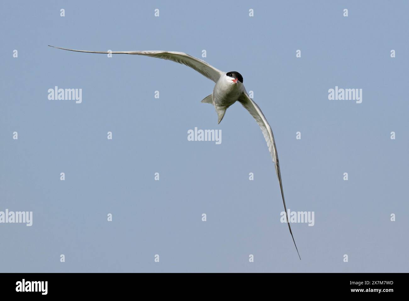 Common Tern in Flight Stock Photo - Alamy