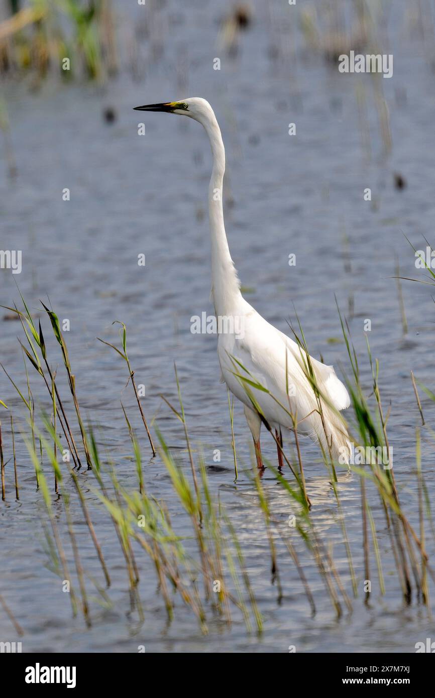 A great white Egret during the breeding season can have a black beak ...