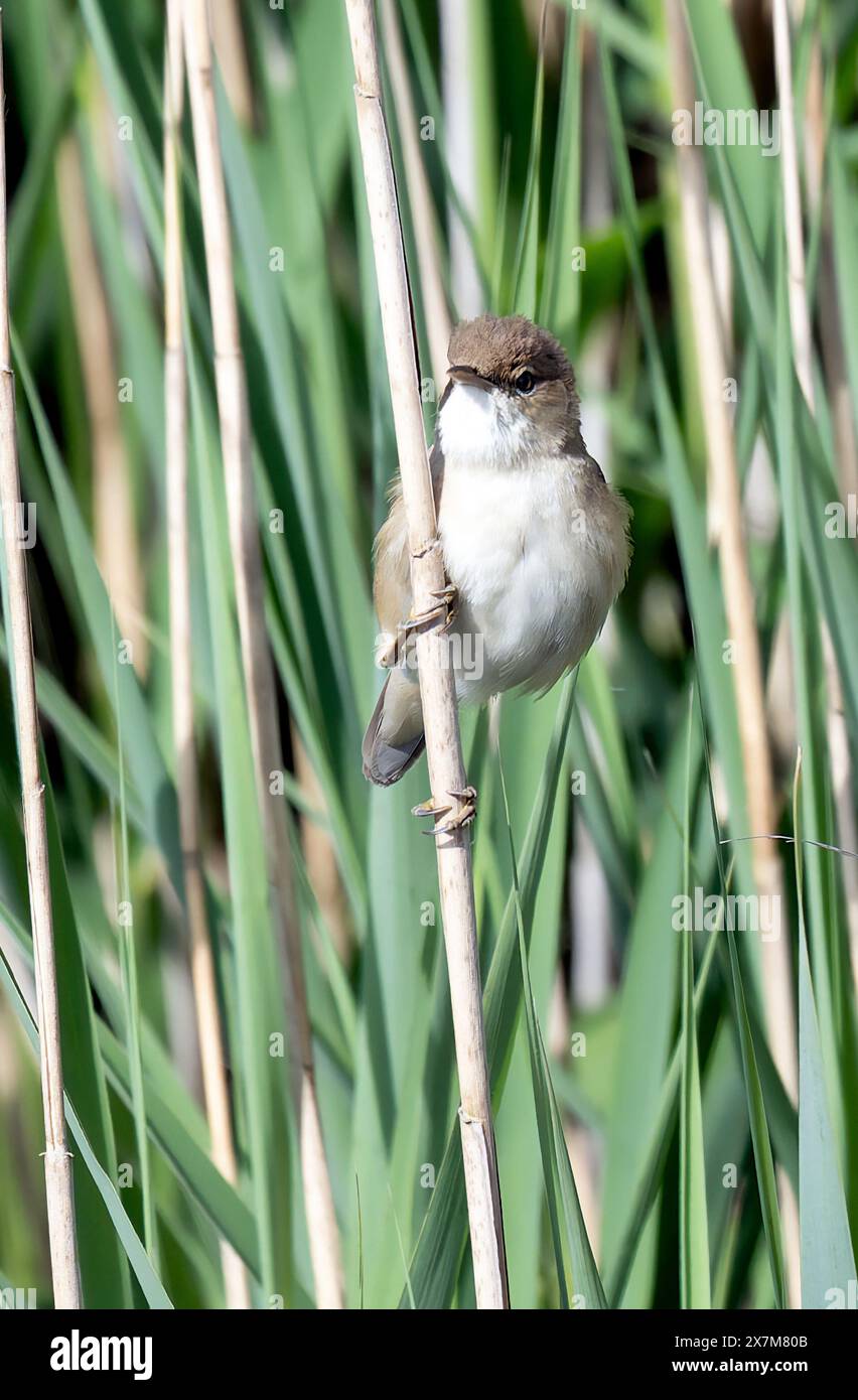 Reed warblers migrate to east anglia in summer to breed Stock Photo - Alamy