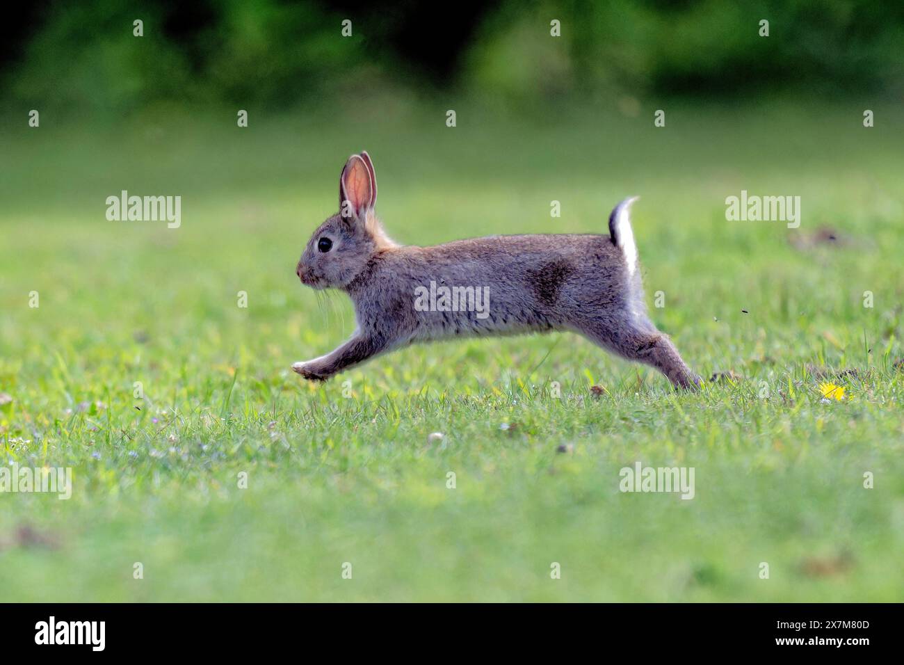 Run Rabbit, Run Rabbit, Run, Run, Run Stock Photo - Alamy