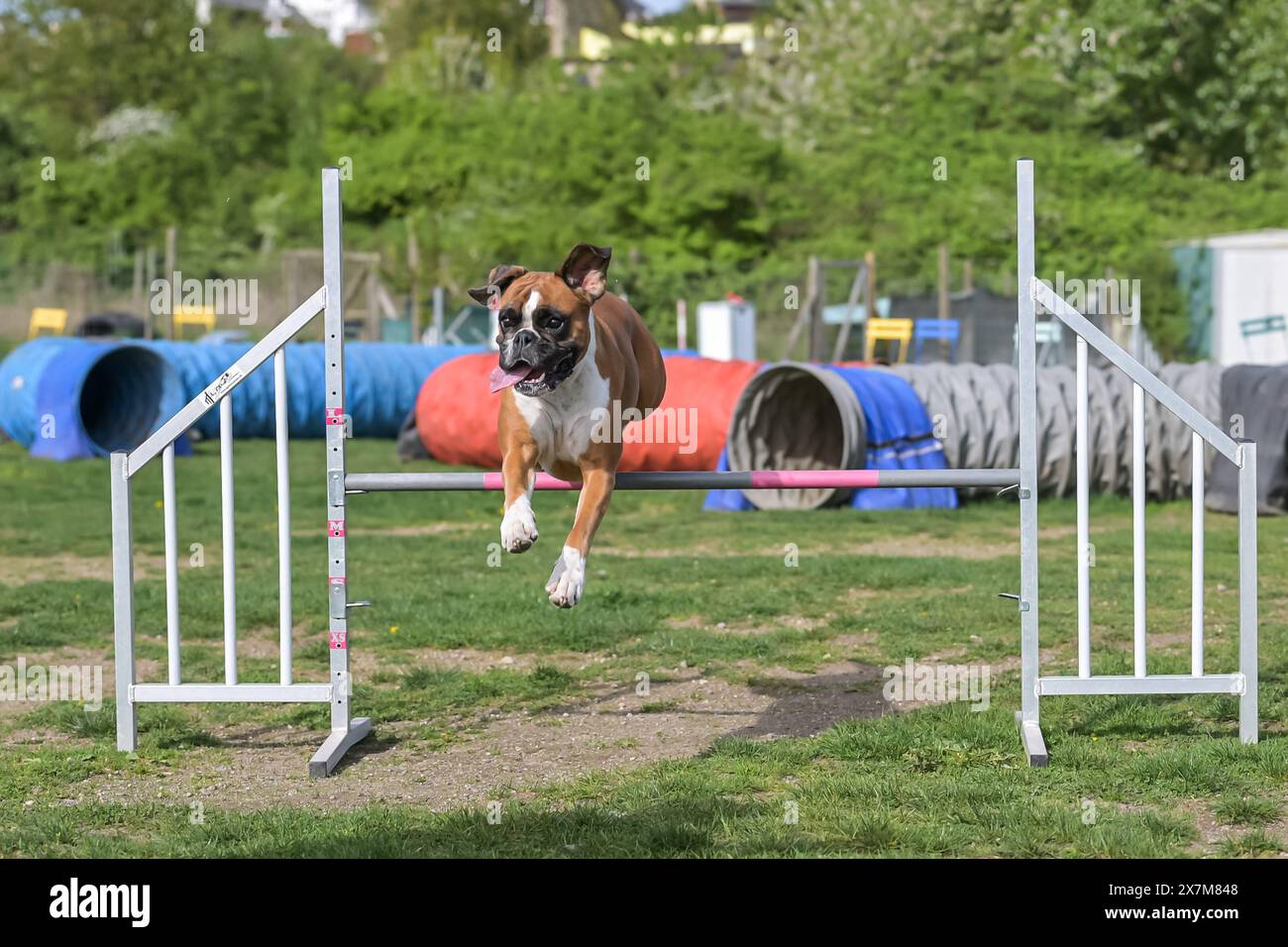 German Boxer Purebred Dog on agility field for dogs, training and ...