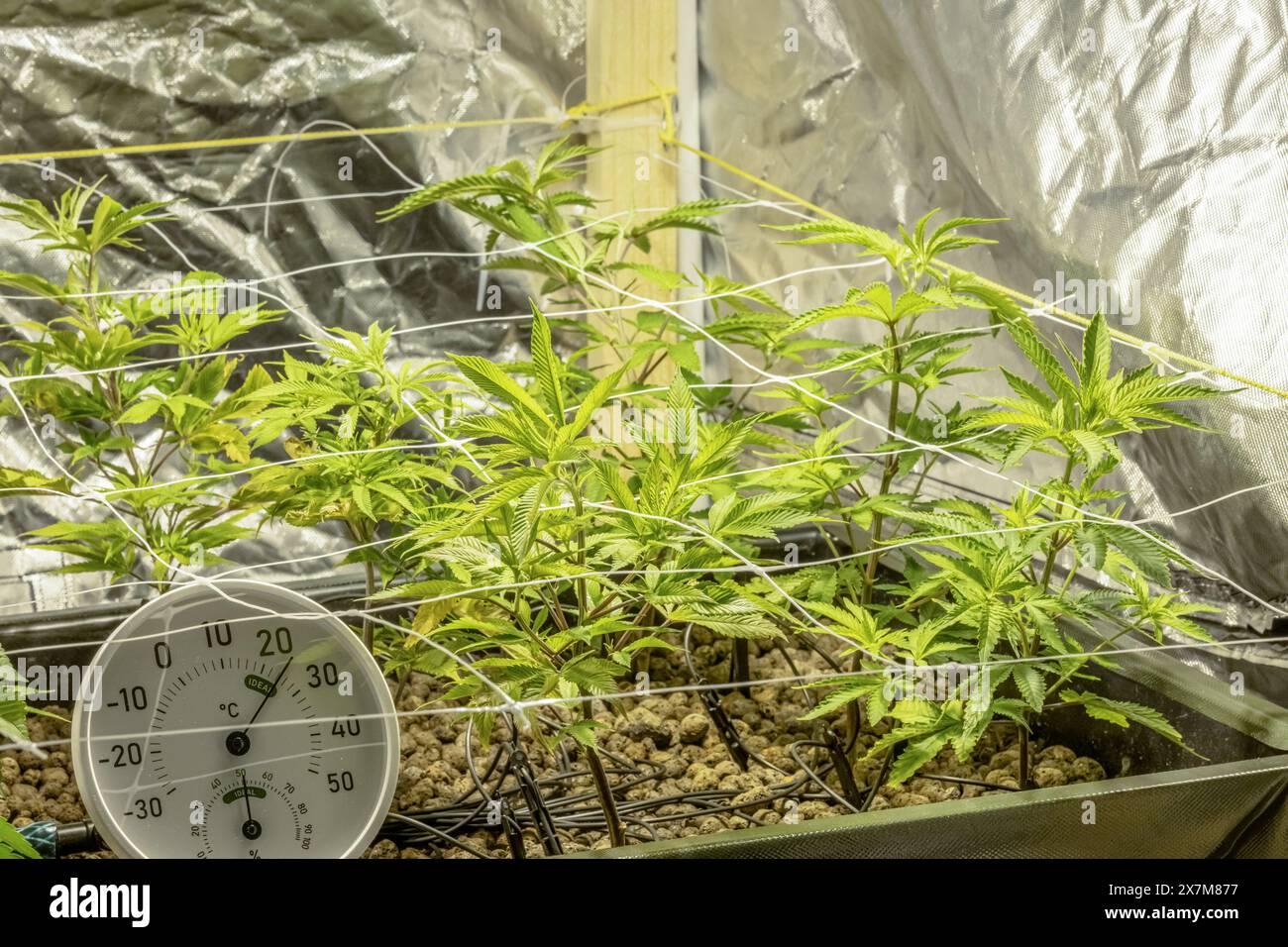 SoG Sea of Green net hemp cultivation technique. Growing pot in growtent indoors Vegetative ...