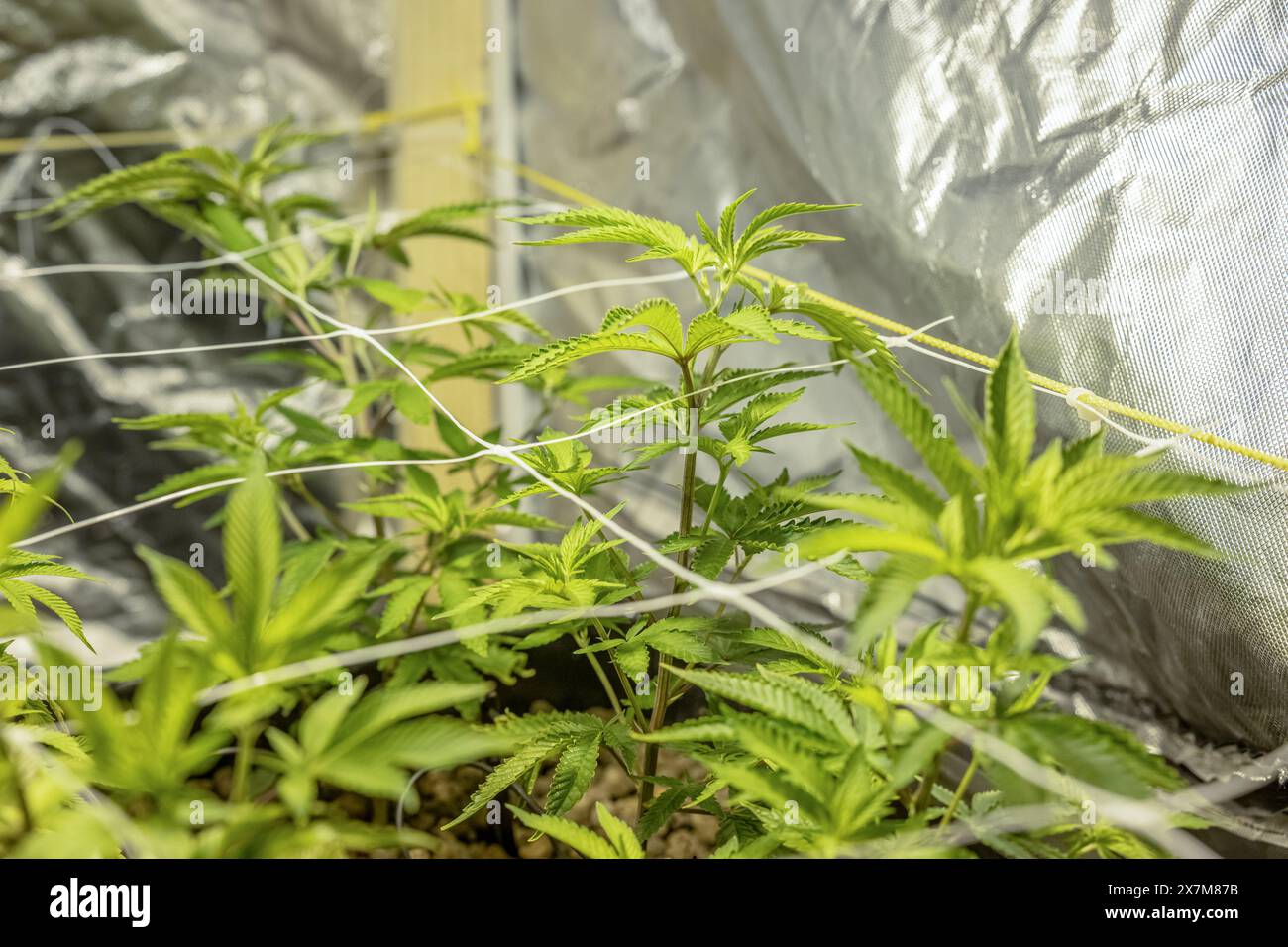 SoG Sea of Green net hemp cultivation technique. Growing pot in growtent indoors Vegetative ...