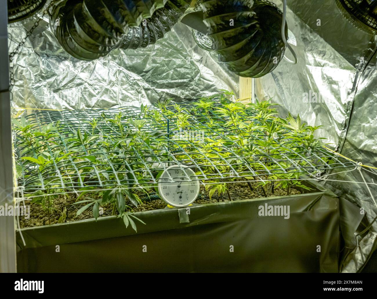 SoG Sea of Green net hemp cultivation technique. Growing pot in growtent indoors Vegetative ...