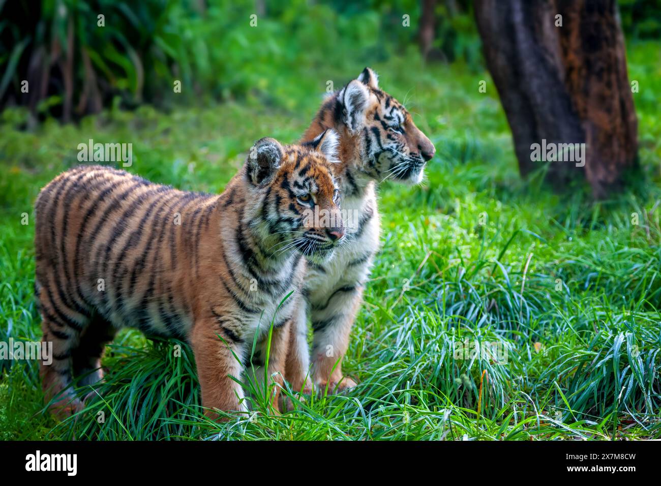 Two tigers cub in the wild. Animal in green grass. Wild cat in nature habitat Stock Photo - Alamy