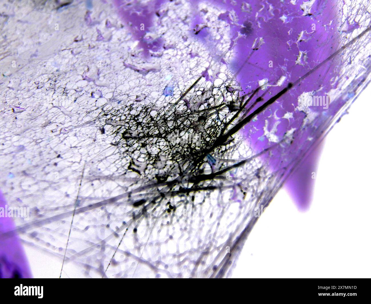 Abstract background. Purple and black colors on white. The texture ...