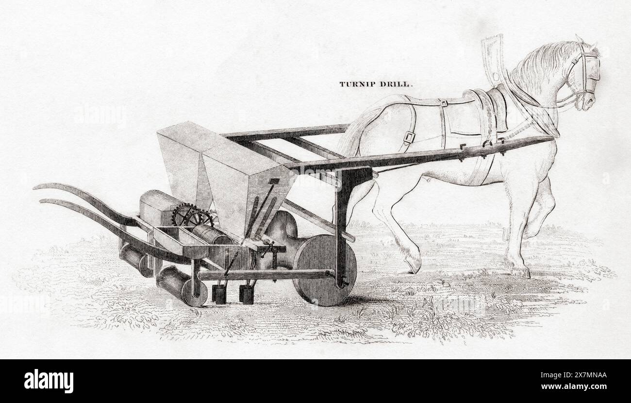 Old picture of turnip hi-res stock photography and images - Alamy