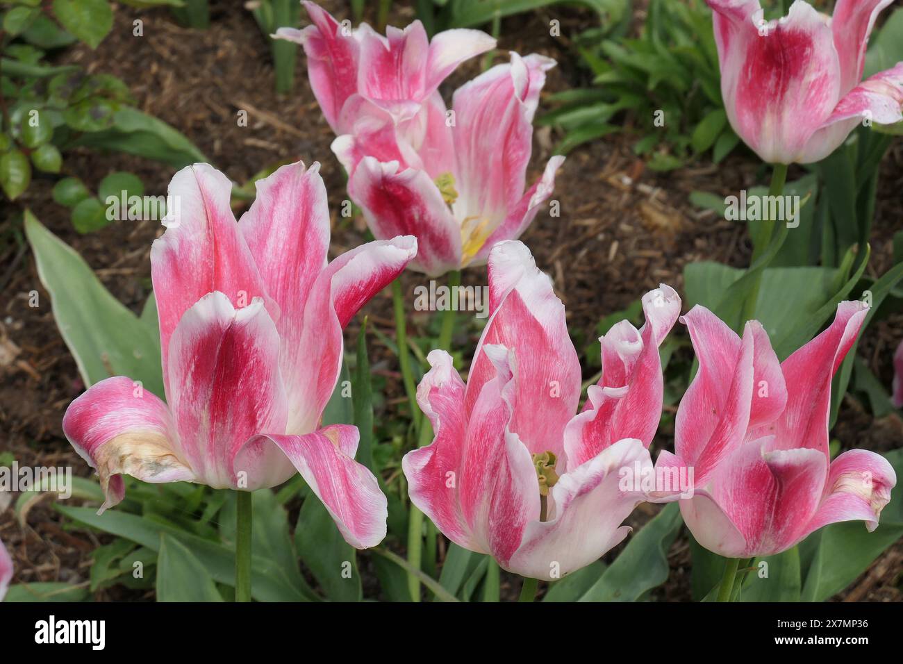 Closeup of the white and pink multi-coloured lily-shaped garden tulip ...