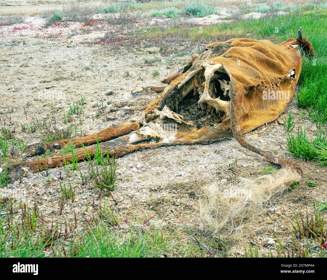 A brown cow died in the winter in a semi-desert. The corpse was eaten ...