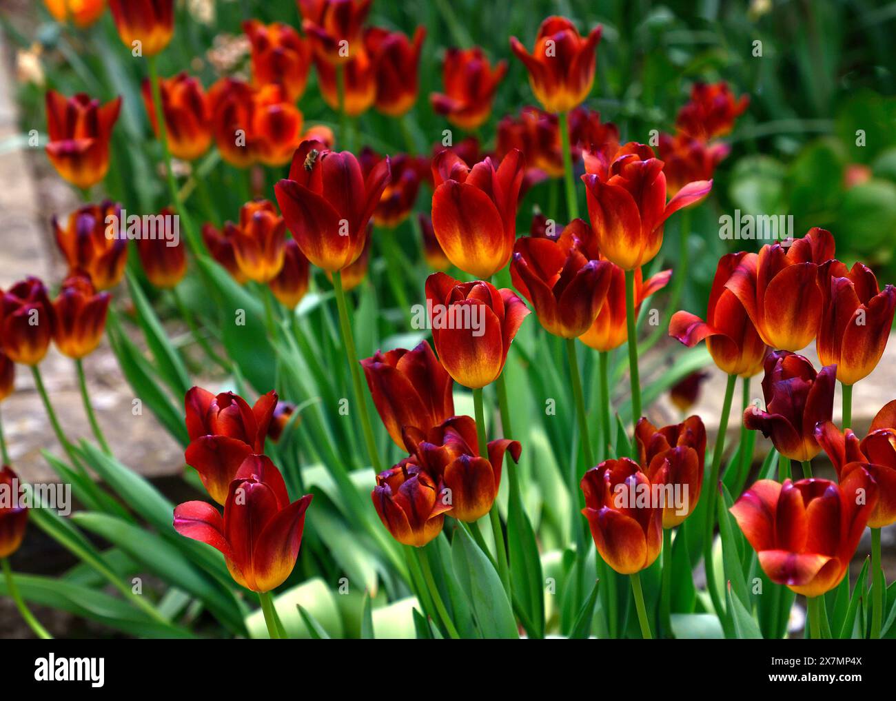 Closeup of the garnet red and amber yellow flowers of the perennial ...