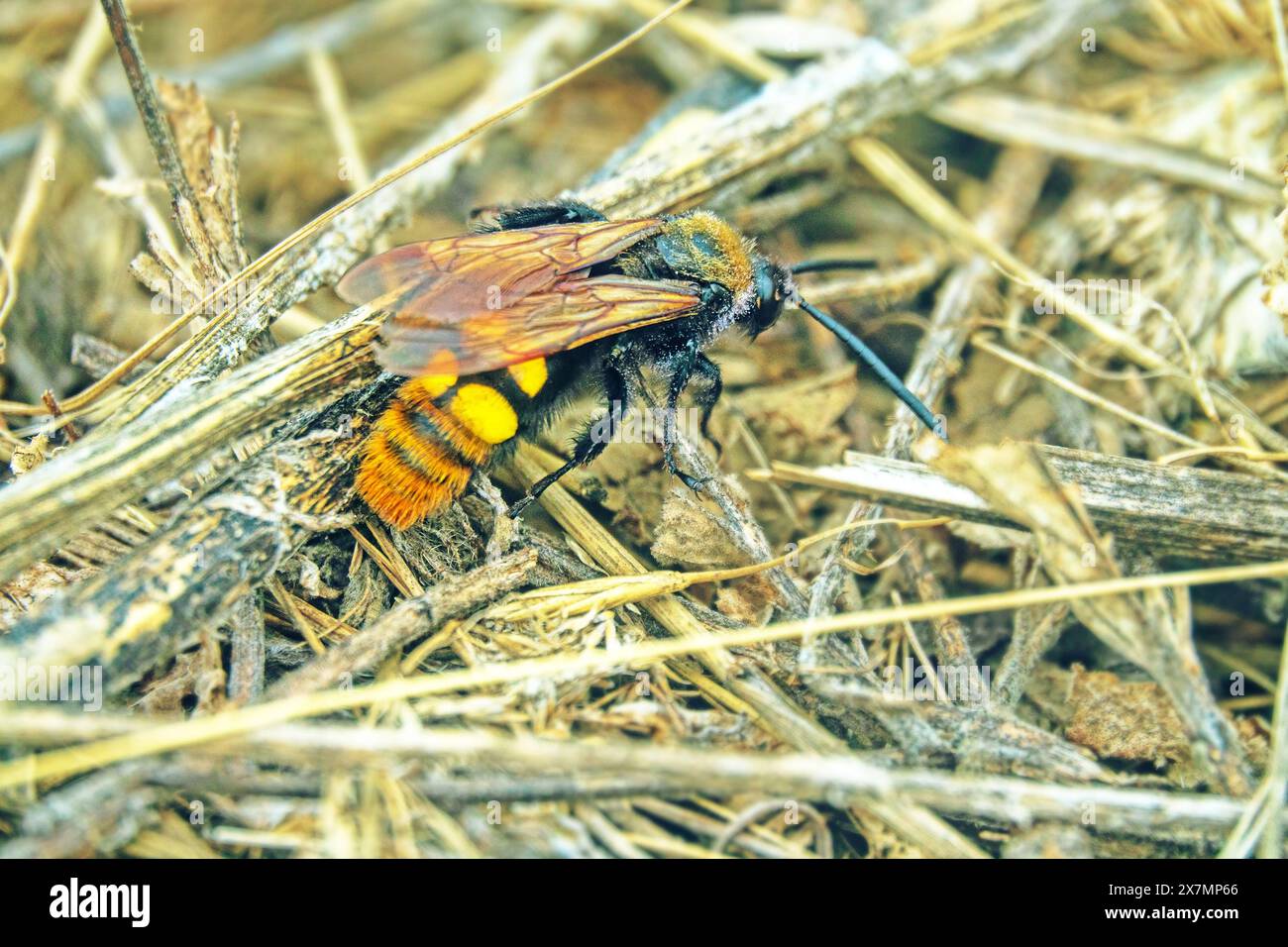Mammoth wasp (Megascolia maculata, female, largest Hymenoptera) moves ...