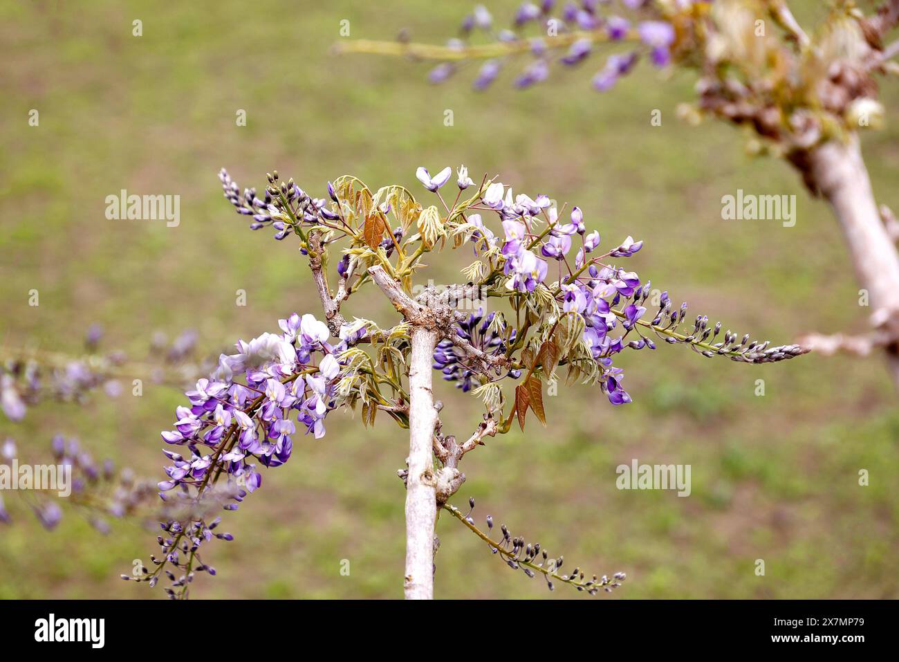 Closeup of the fresh new pale lilac and deep violet blue flowers and ...