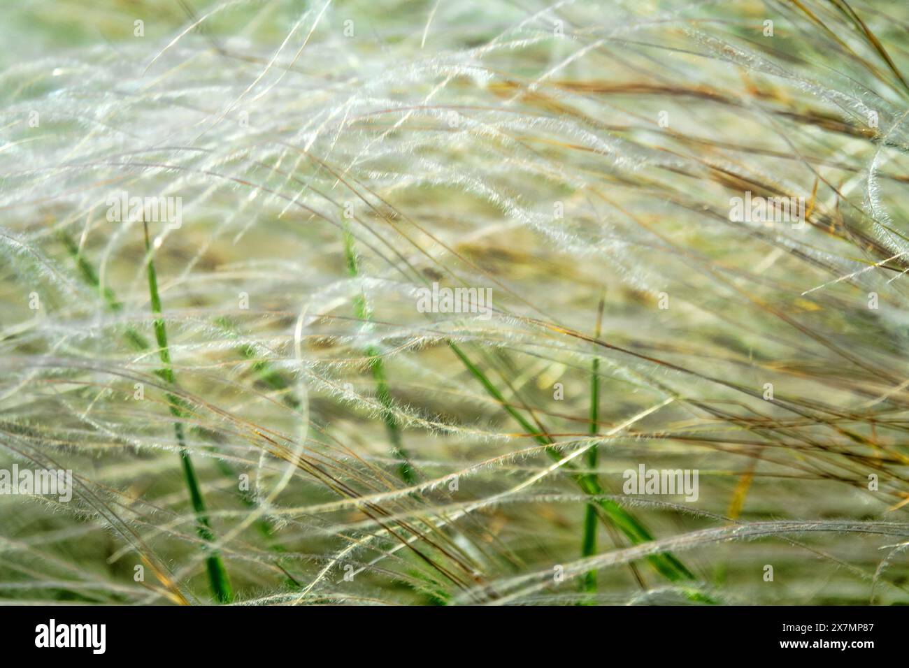 Feather-grass true steppe. Northern Black Sea region. The most common ...