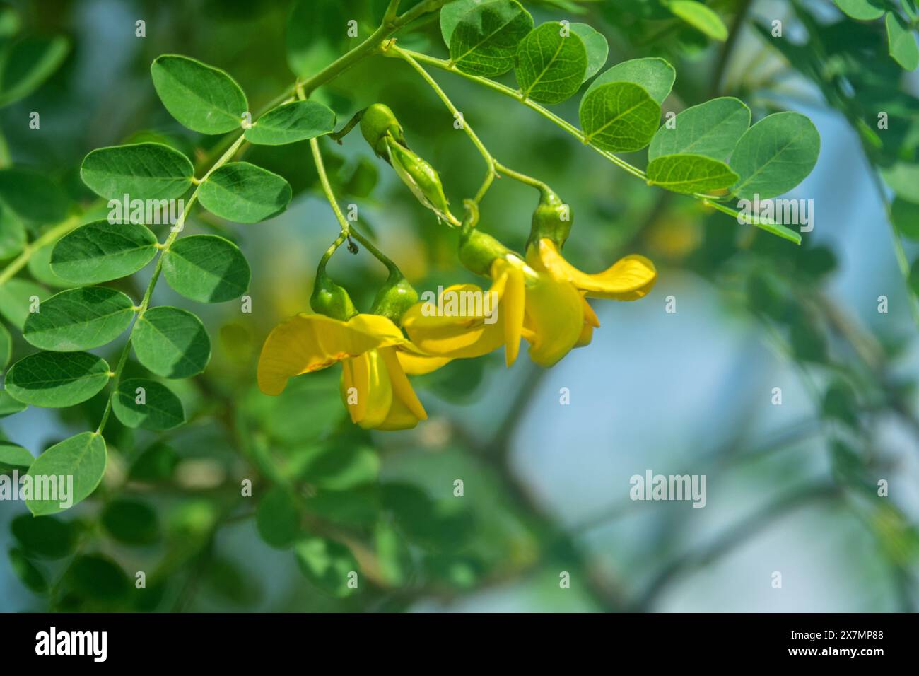 Russian pea shrub (Caragana frutex), more likely Caragana scythica in ...