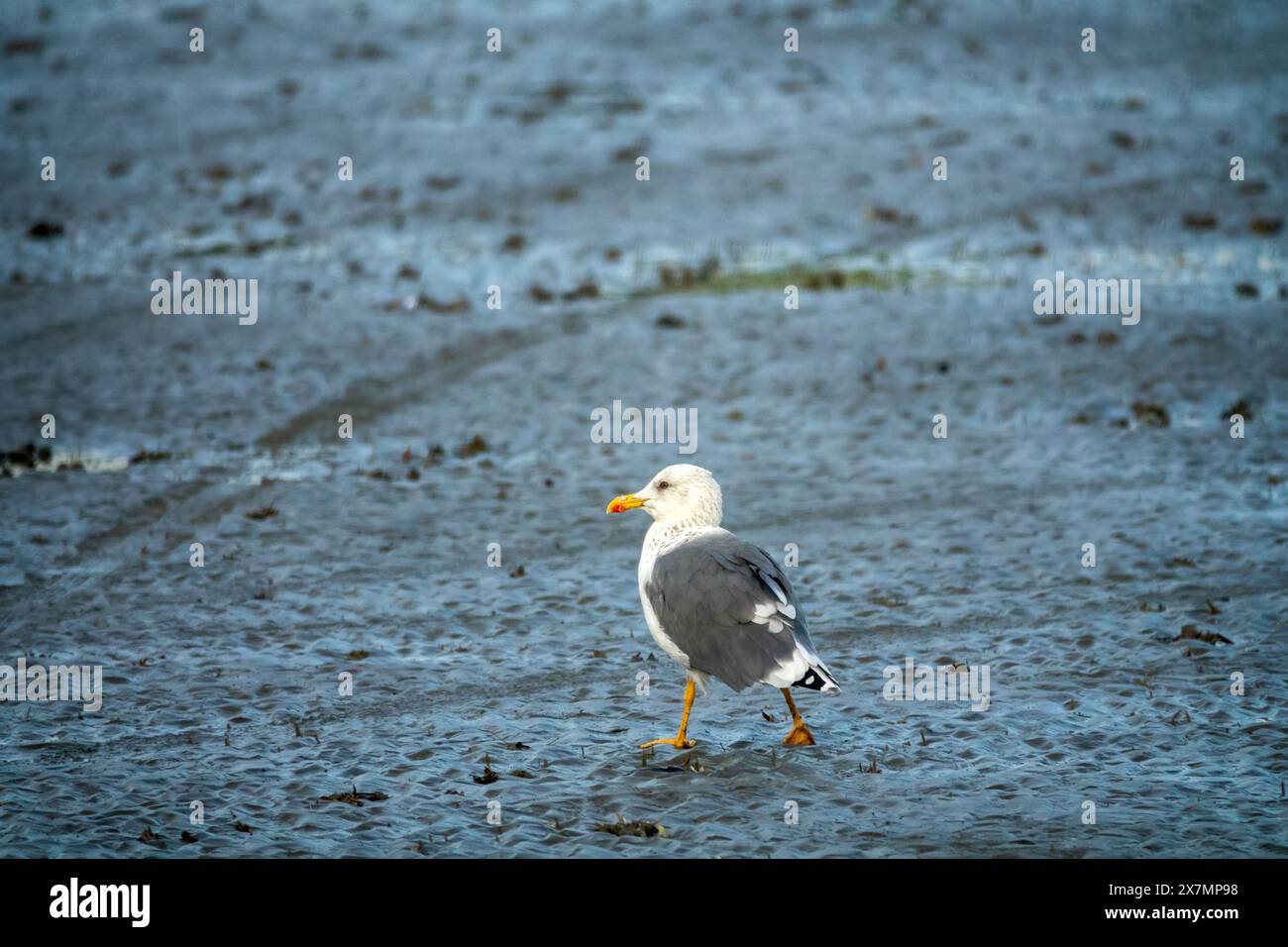 Bandar Abbas, Iran, January, Wintering Heuglin Gulls (Larus heuglini ...