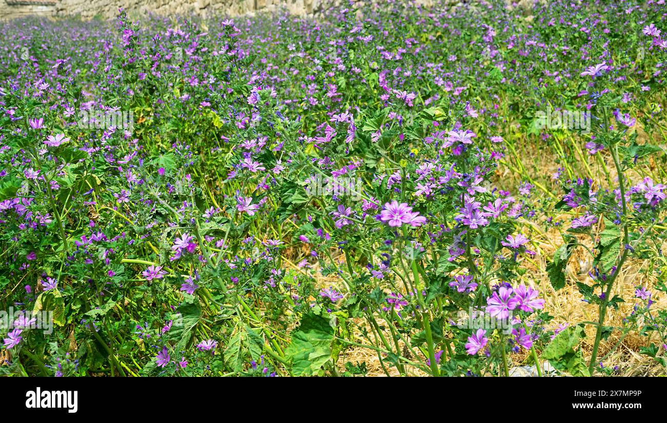 Dry river bed garden hi-res stock photography and images - Alamy