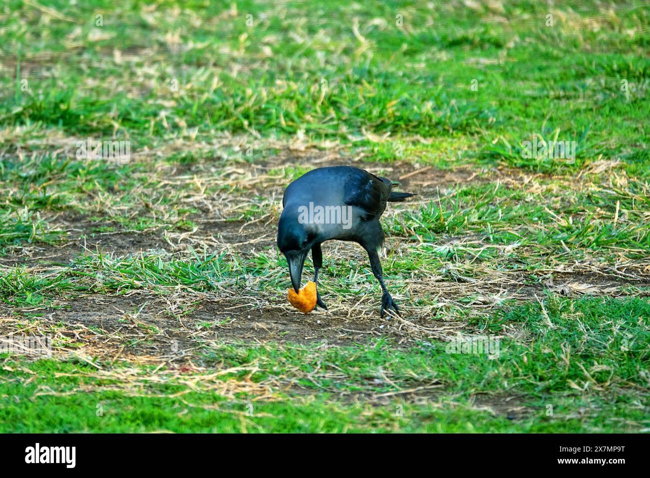 house crow (Corvus splendens) in Abu Dhabi, Arab Emirates Stock Photo ...