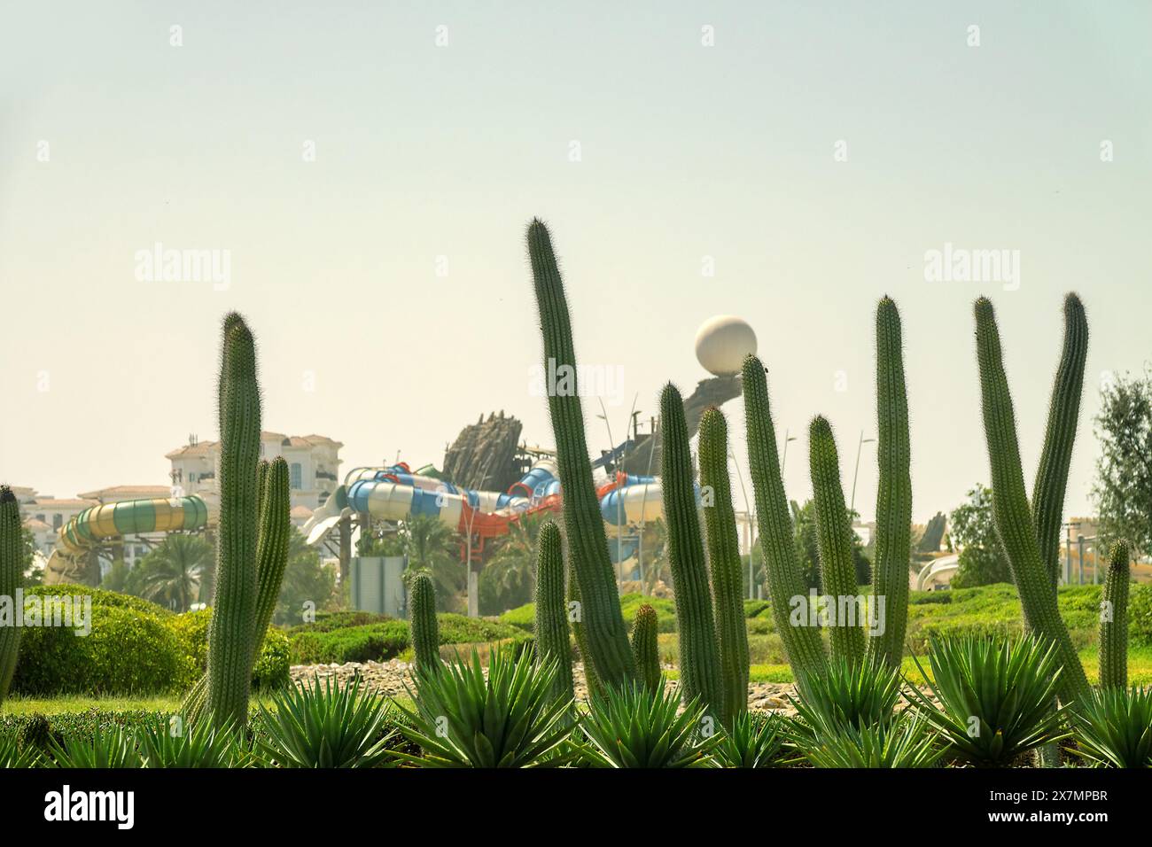 Pachycereus pringlei (also known as Mexican giant cardon or elephant ...