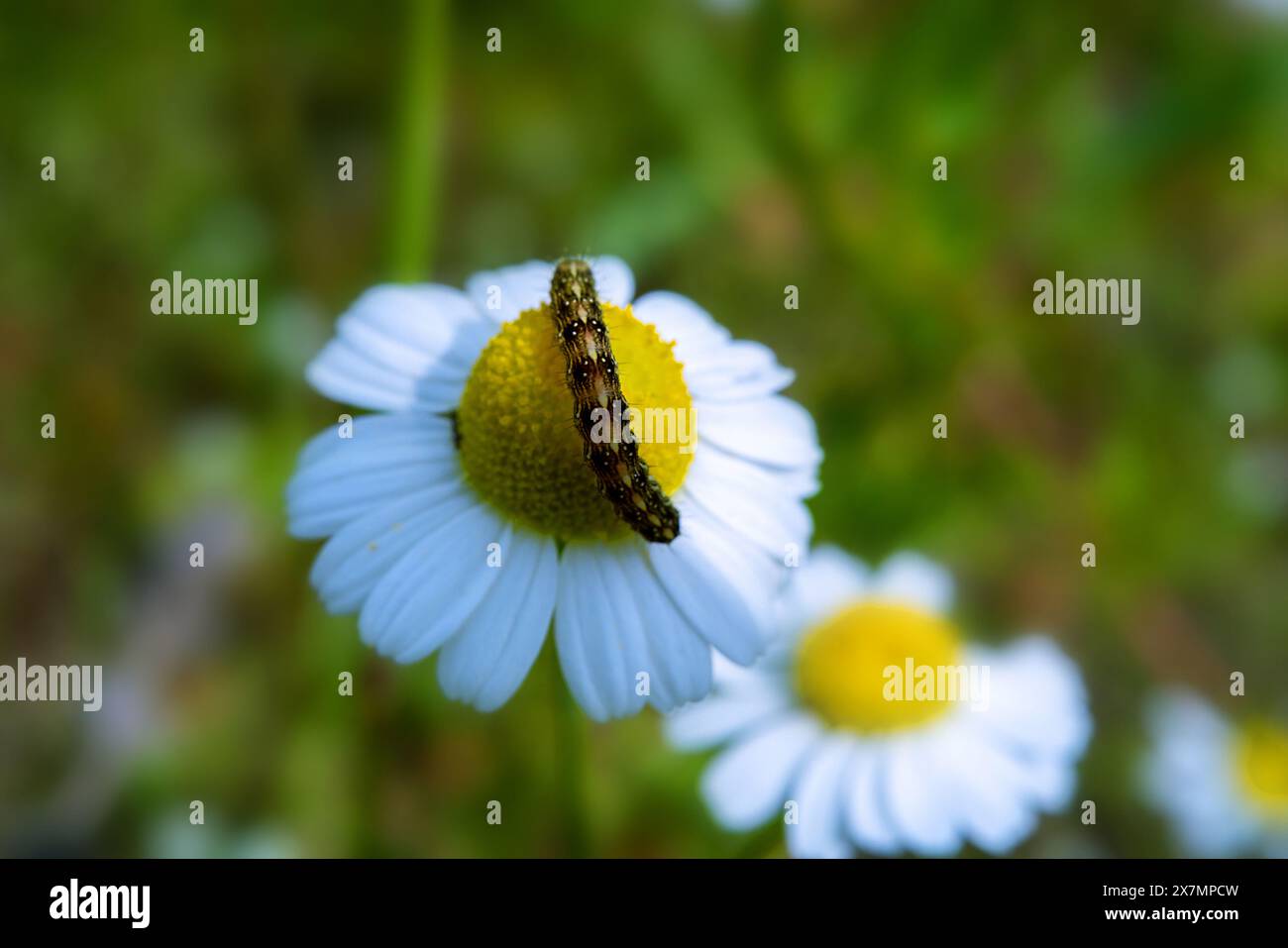Butterfly caterpillar, Possibly ear-worm Helicoverpa on a daisy/ Macro ...