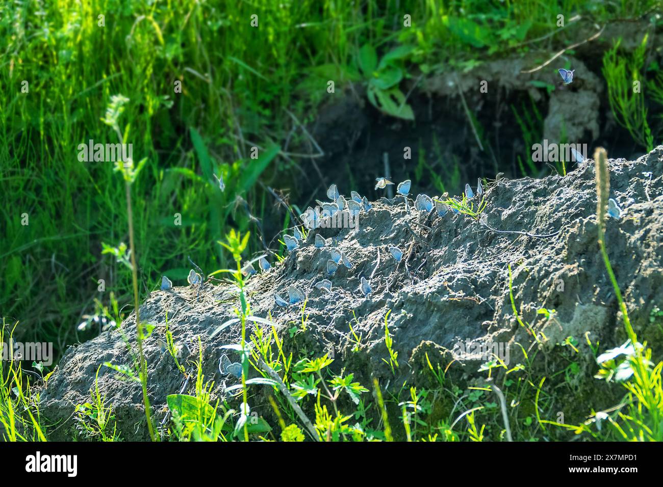 Abundance of butterflies in wet areas: Large blue (Maculinea arion ...