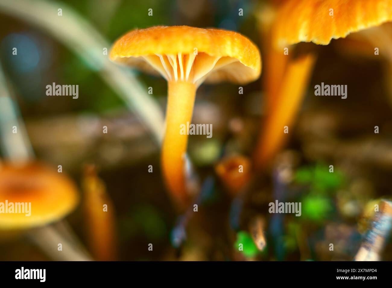 Lamellar small fungi in the depths of forest undergrowth. Soft limited ...