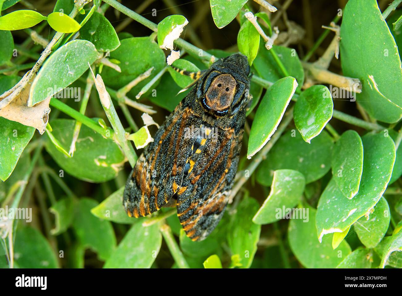 Death's head hawk (Acherontia atropos). Butterfly on Asclepiadaceae ...