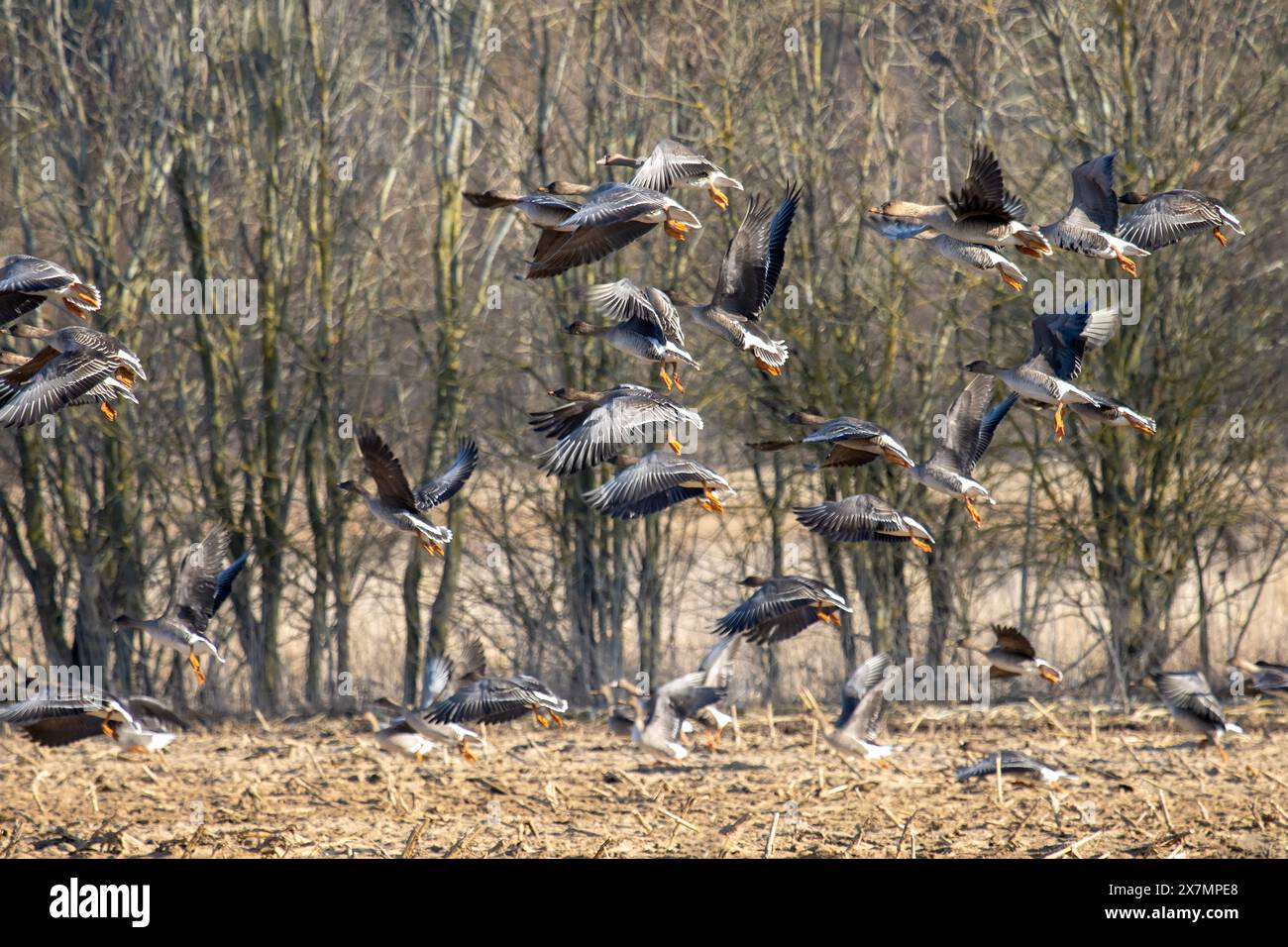 Wild geese overwinter on European former cornfields and near livestock ...